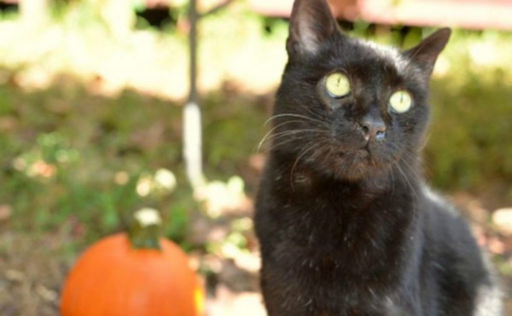 How to Raise a Barn Cat Right - Countryside